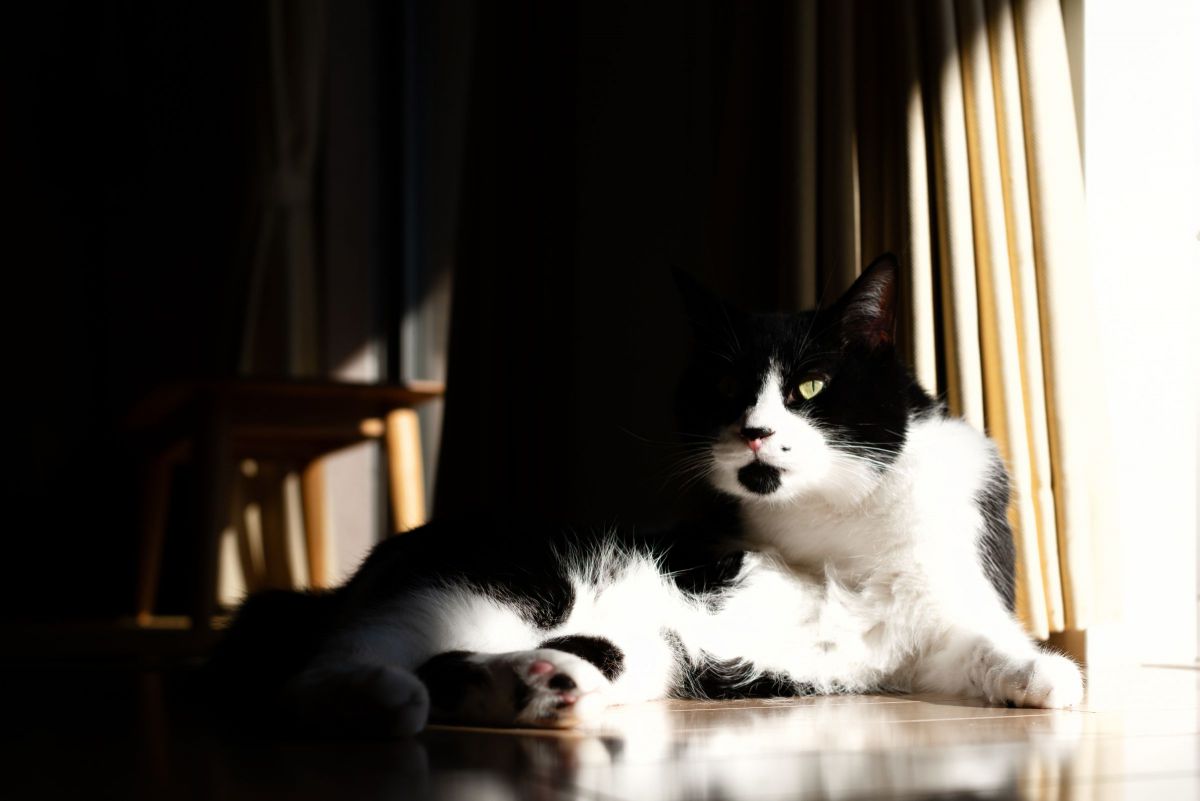 陰と陽（次男） | GANREF