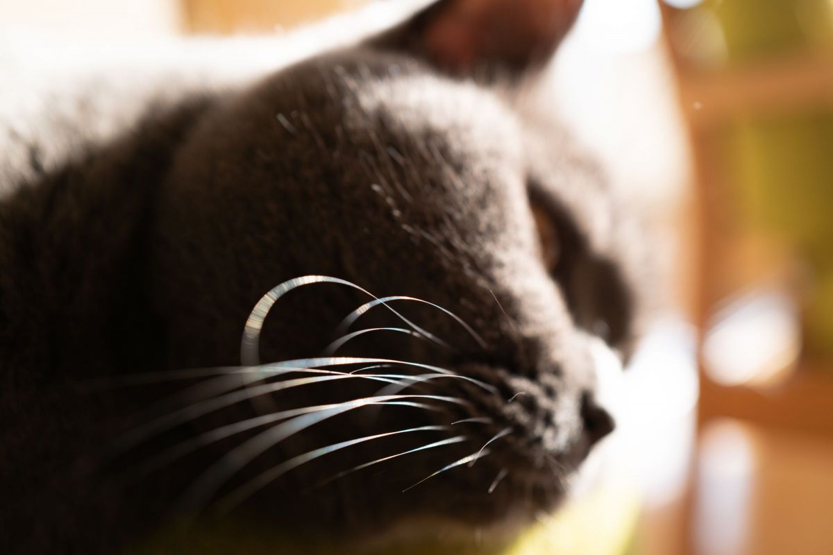 Cat whiskers（長男） | GANREF