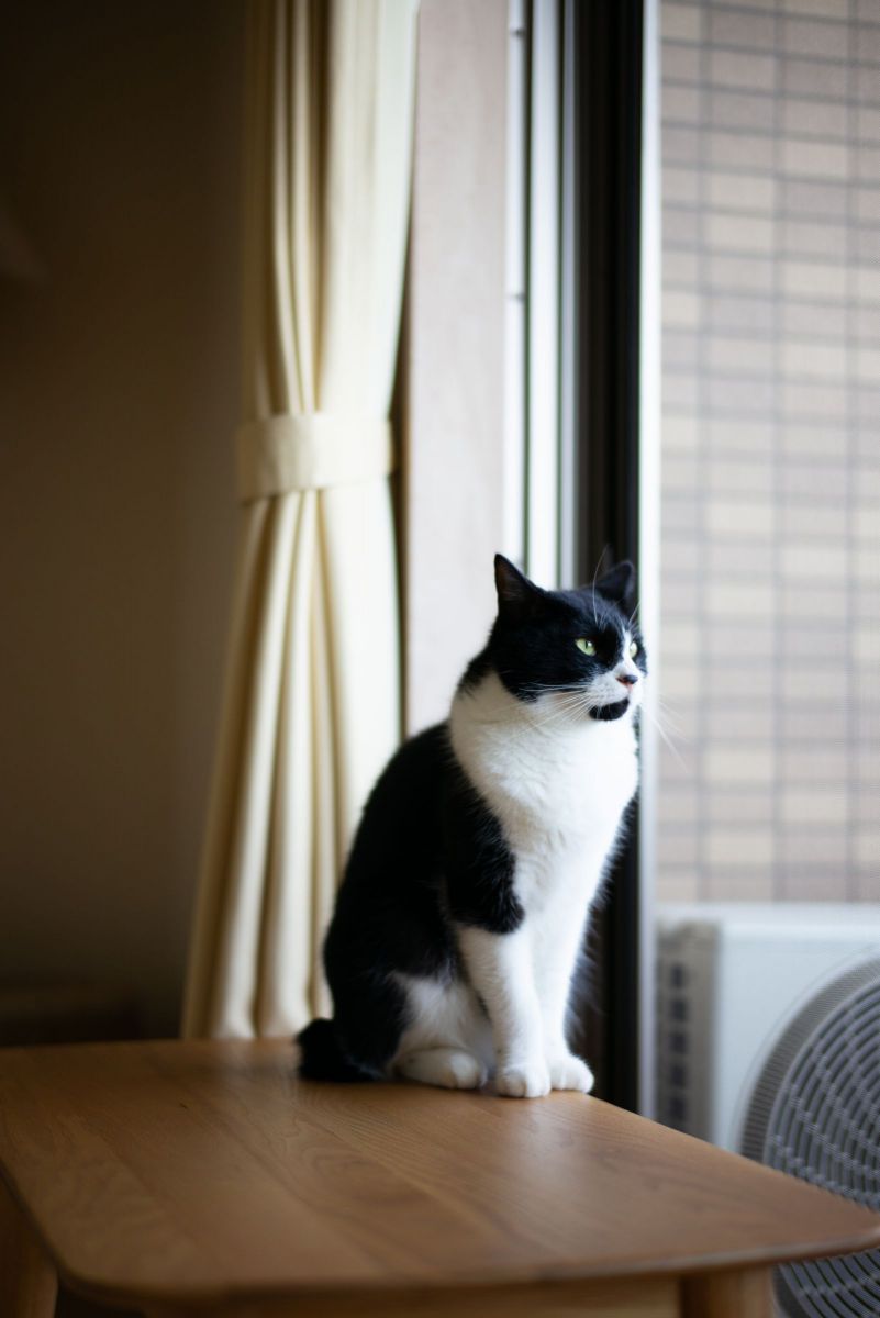 秋だね（次男） | GANREF