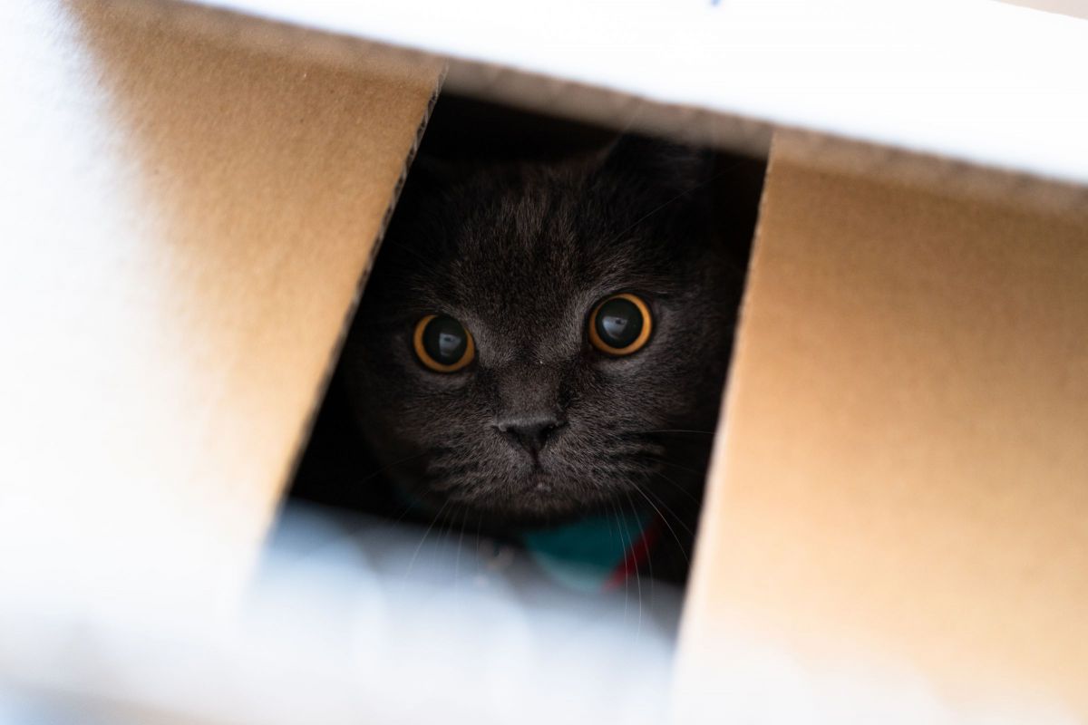 （長男） | GANREF