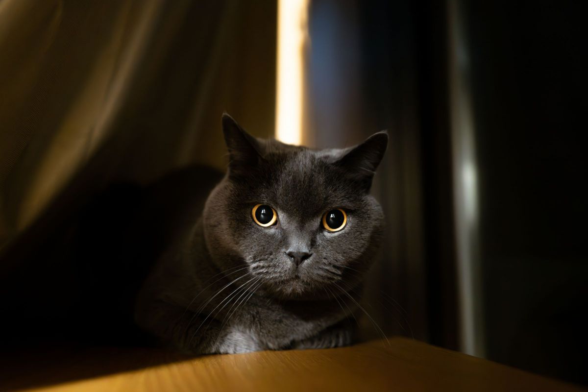 秘密基地を覗いてみたら（長男） | GANREF