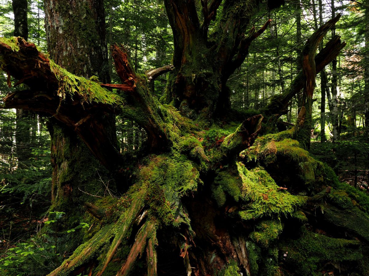 Wooden Monster | GANREF