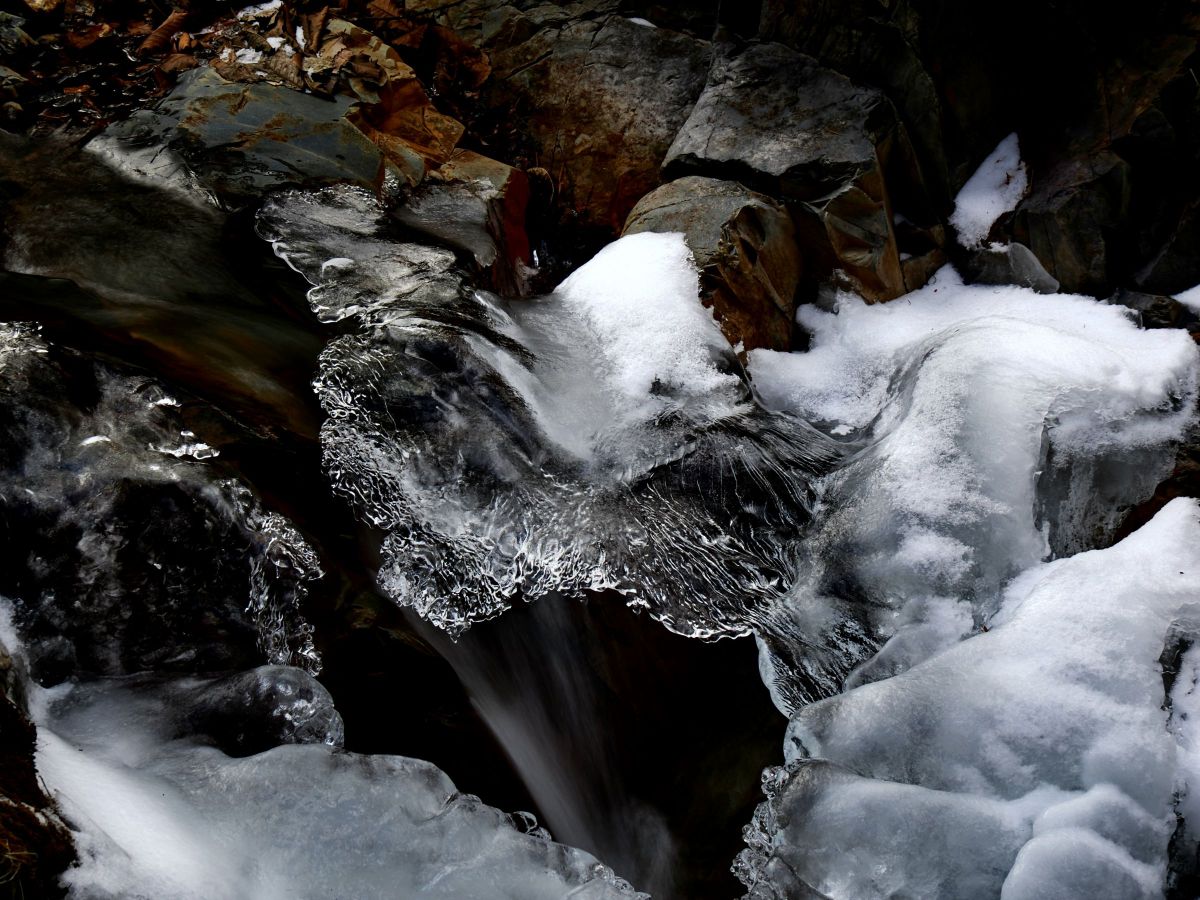 Ice Butterfly | GANREF