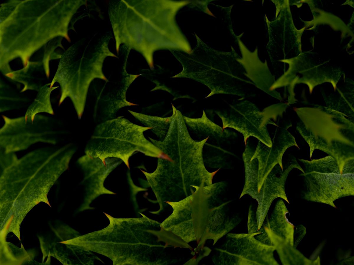 Dangerous Green | GANREF