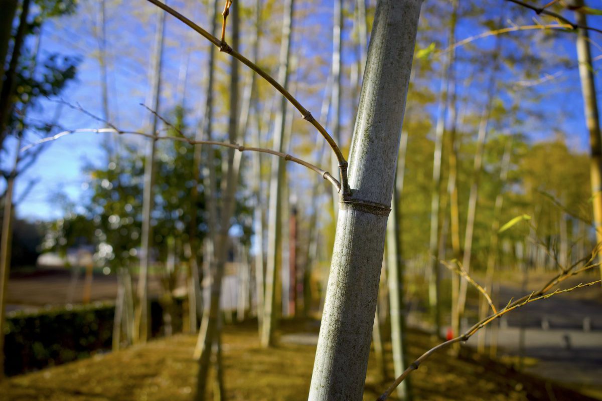 静寂の竹林 | GANREF