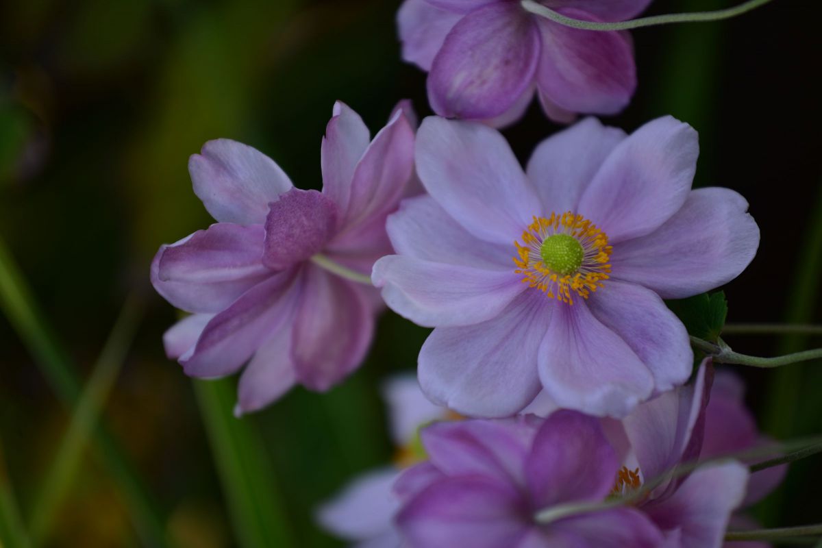 Japanese Anemone | GANREF