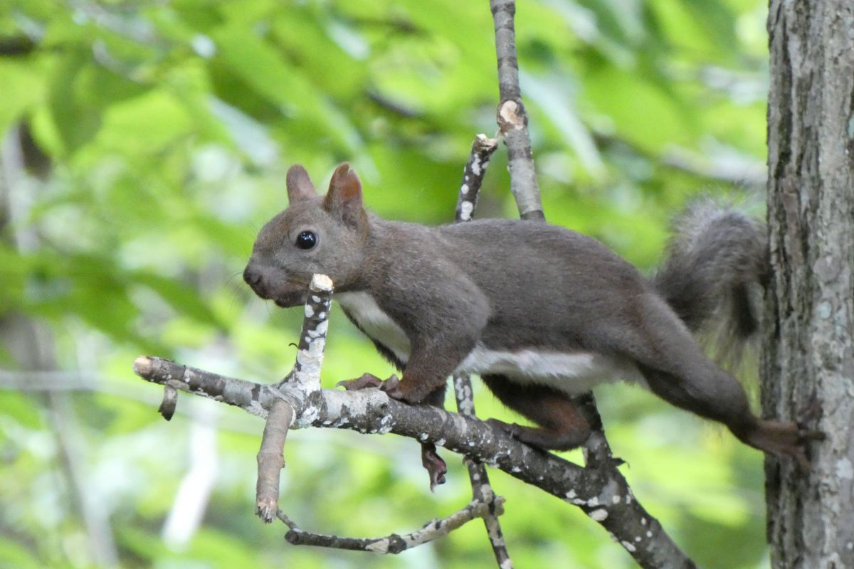 夏のエゾリス | GANREF