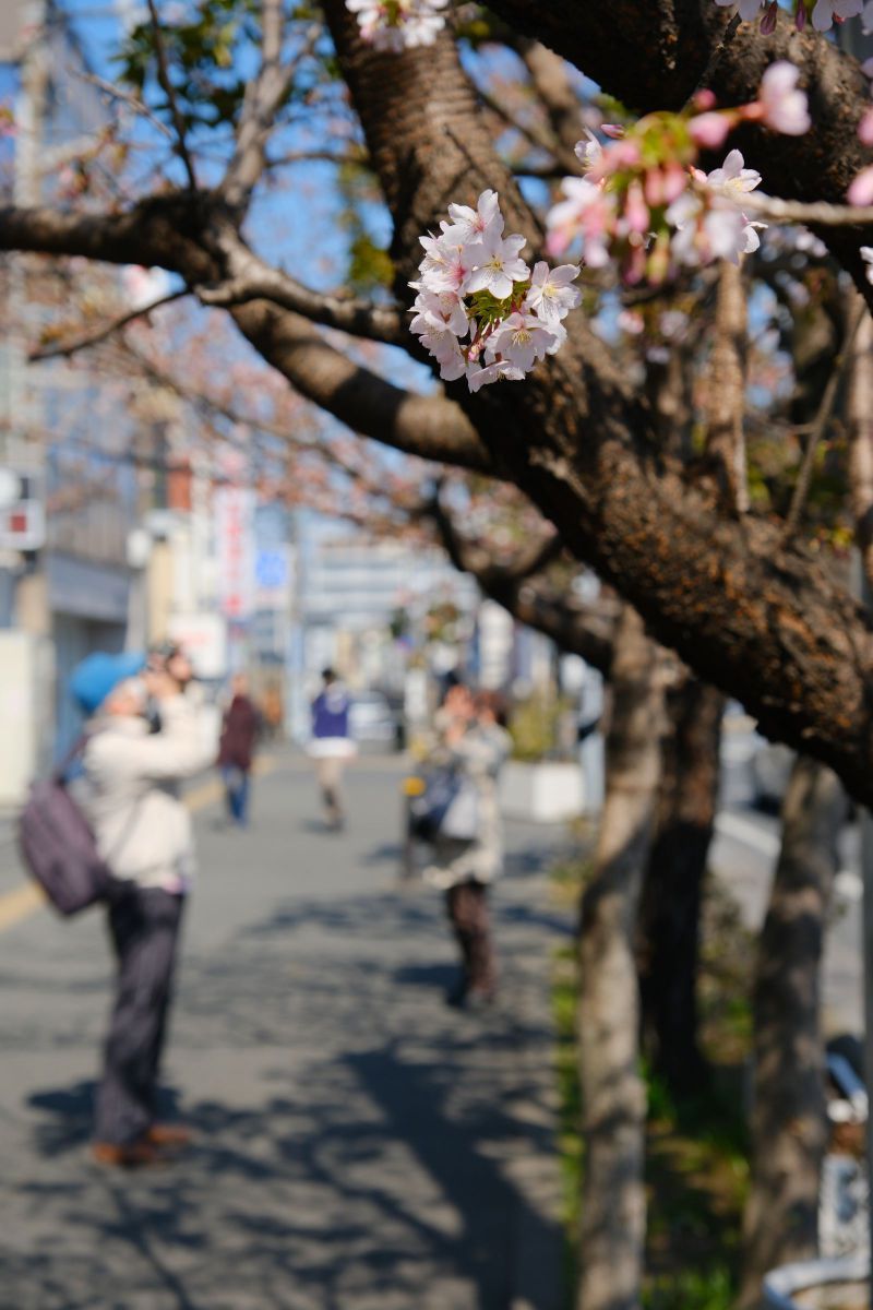 早春を撮る人 | GANREF