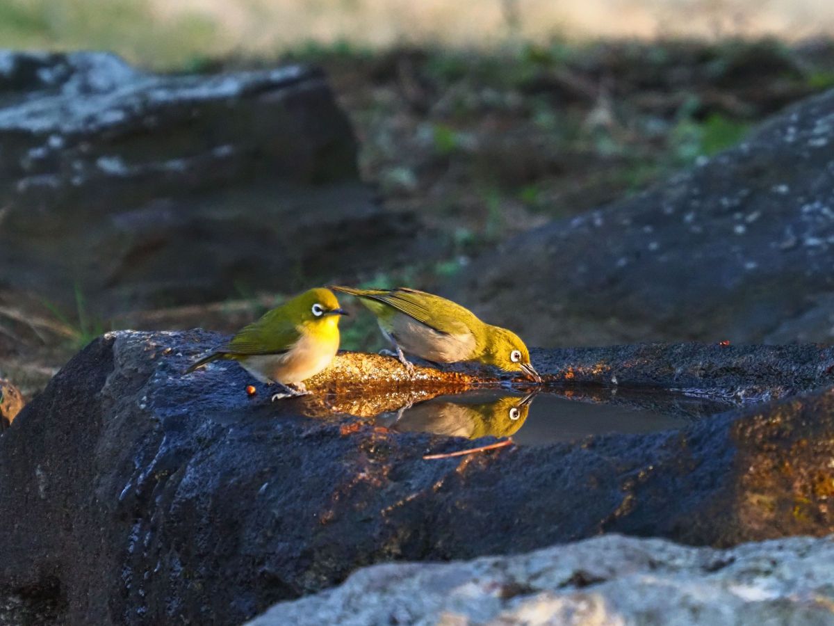 映り込み | GANREF