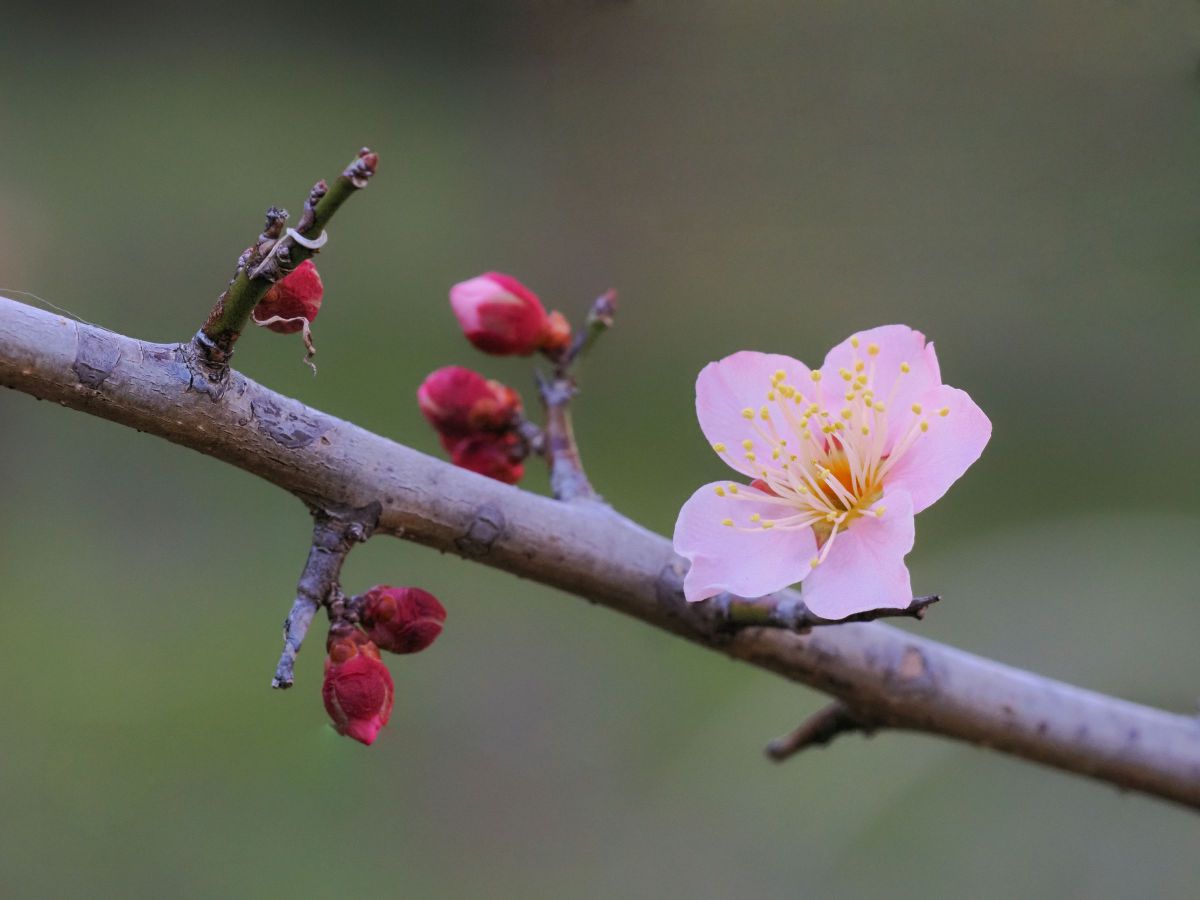 さきがけの一輪 | GANREF