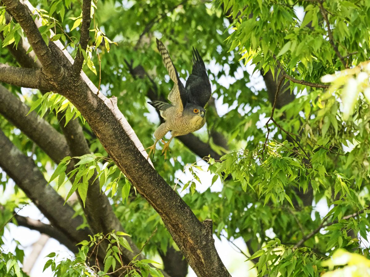 ツミ♀～Jumping Out～ | GANREF