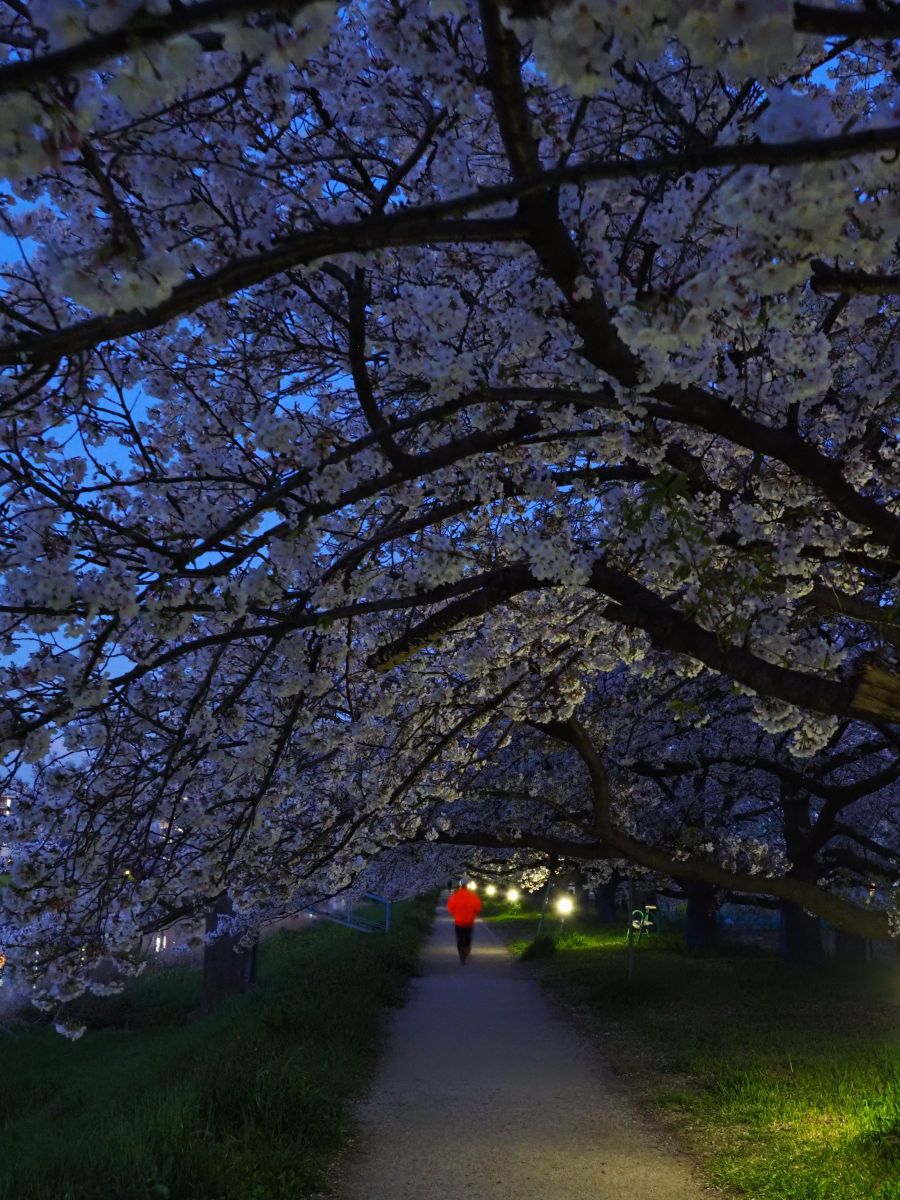 桜のトンネル | GANREF