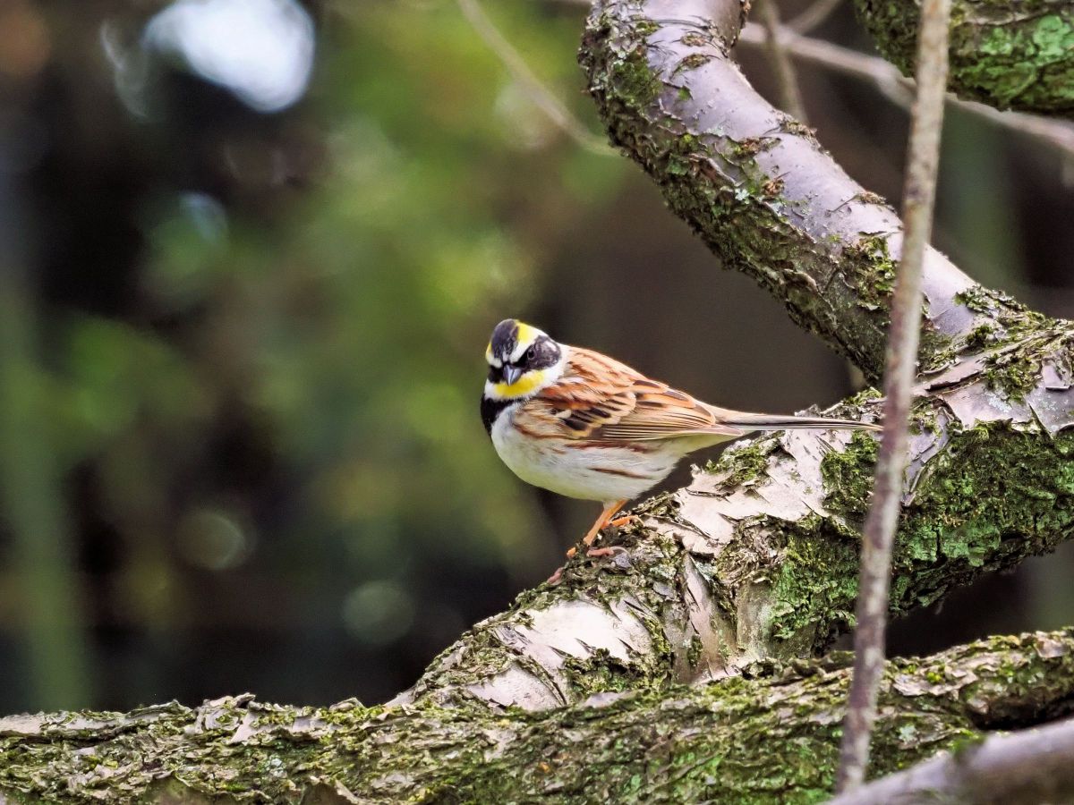 ミヤマホウジロ | GANREF