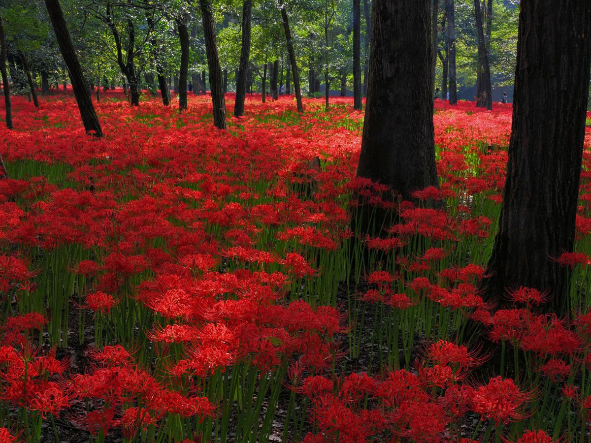 一面の彼岸花 | GANREF