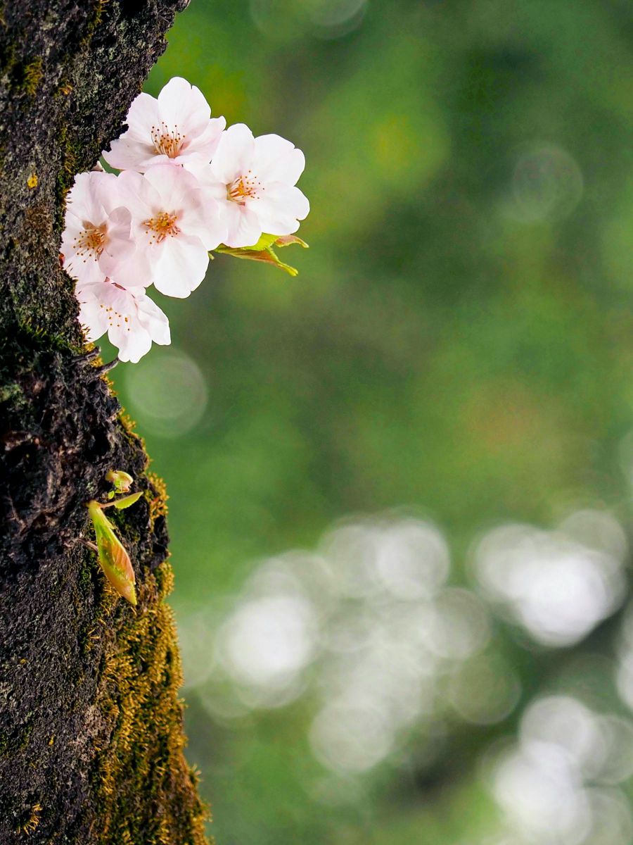 胴咲き桜 | GANREF