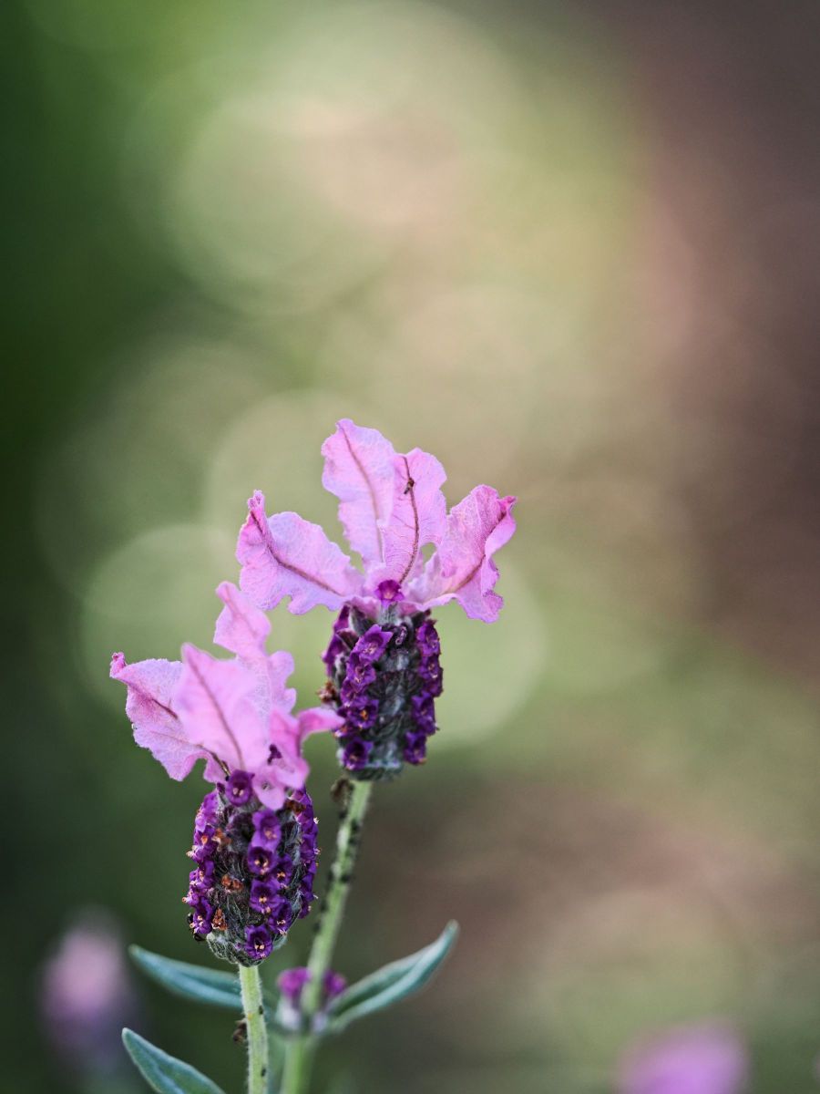 フレンチラベンダー | GANREF