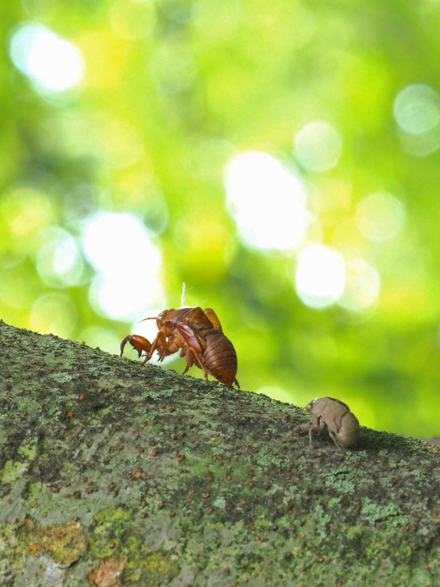 ついておいで！ | GANREF