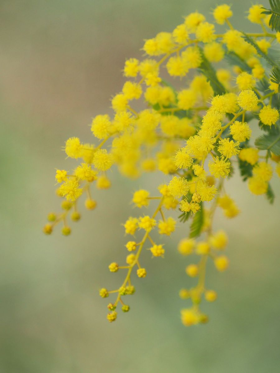 春の目覚め | GANREF