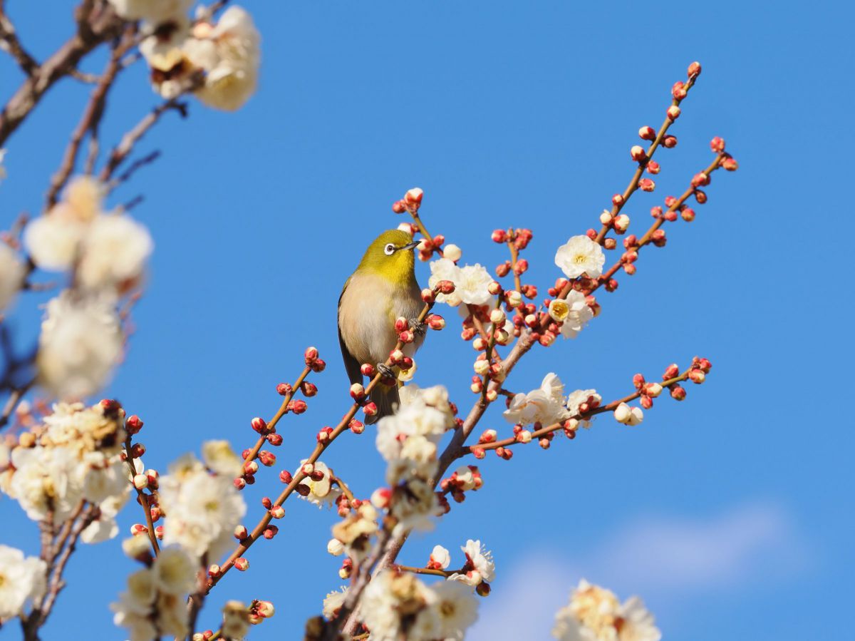 高みの見物 | GANREF