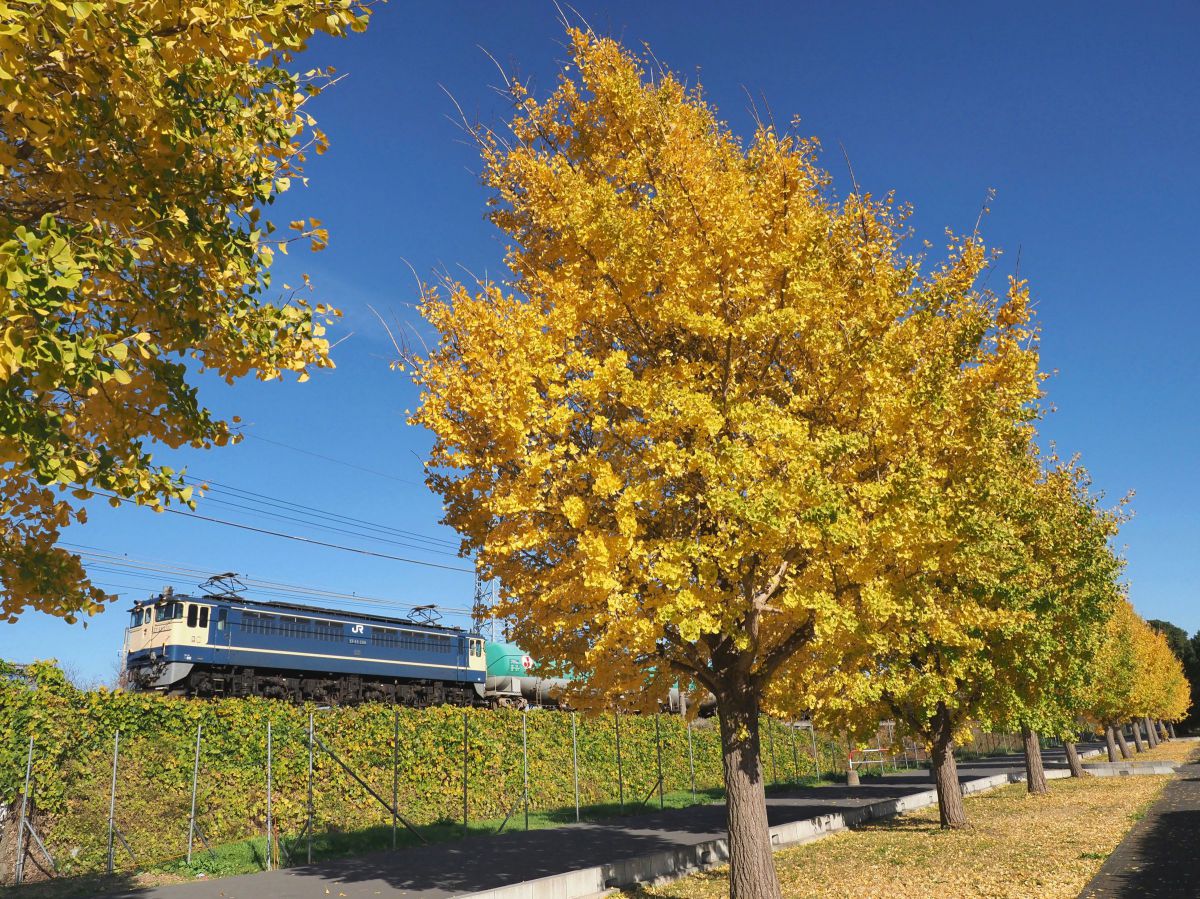 黄葉とEF65-2101 | GANREF