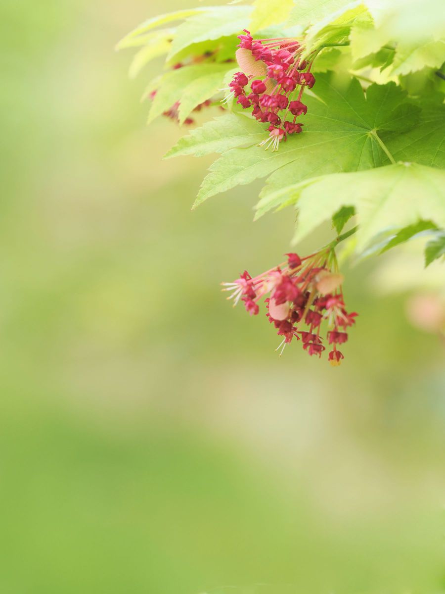 花とプロペラ | GANREF