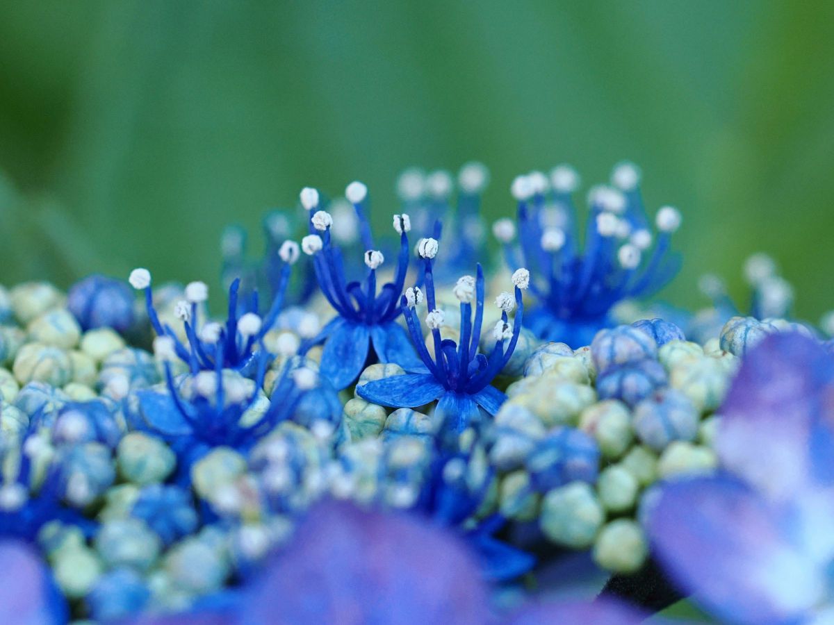 ガクアジサイ～真花咲く～ | GANREF