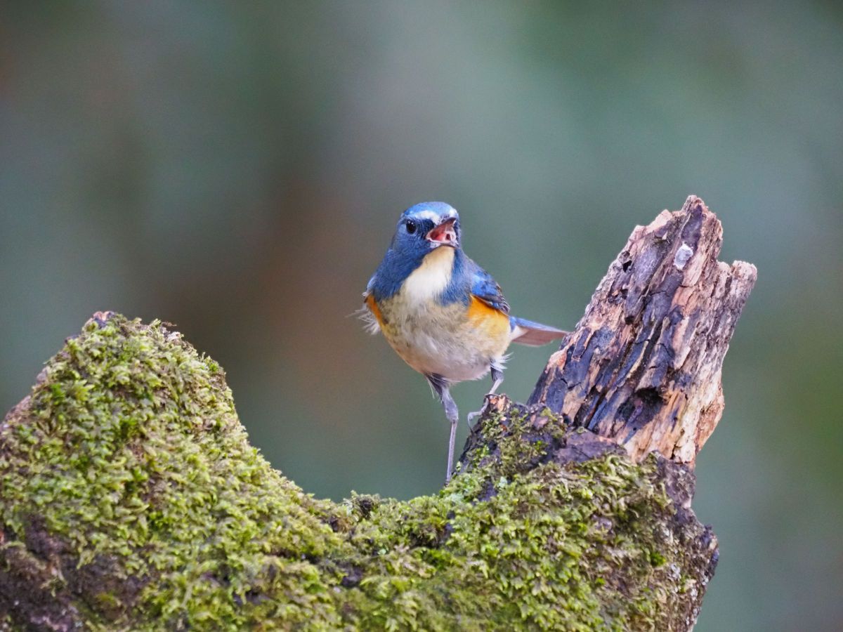 舌が見えてますよ | GANREF