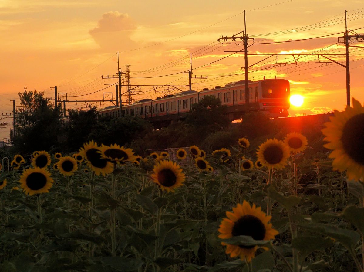 夕日を浴びて | GANREF