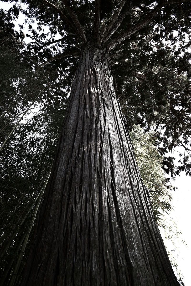 真っ直ぐ | GANREF