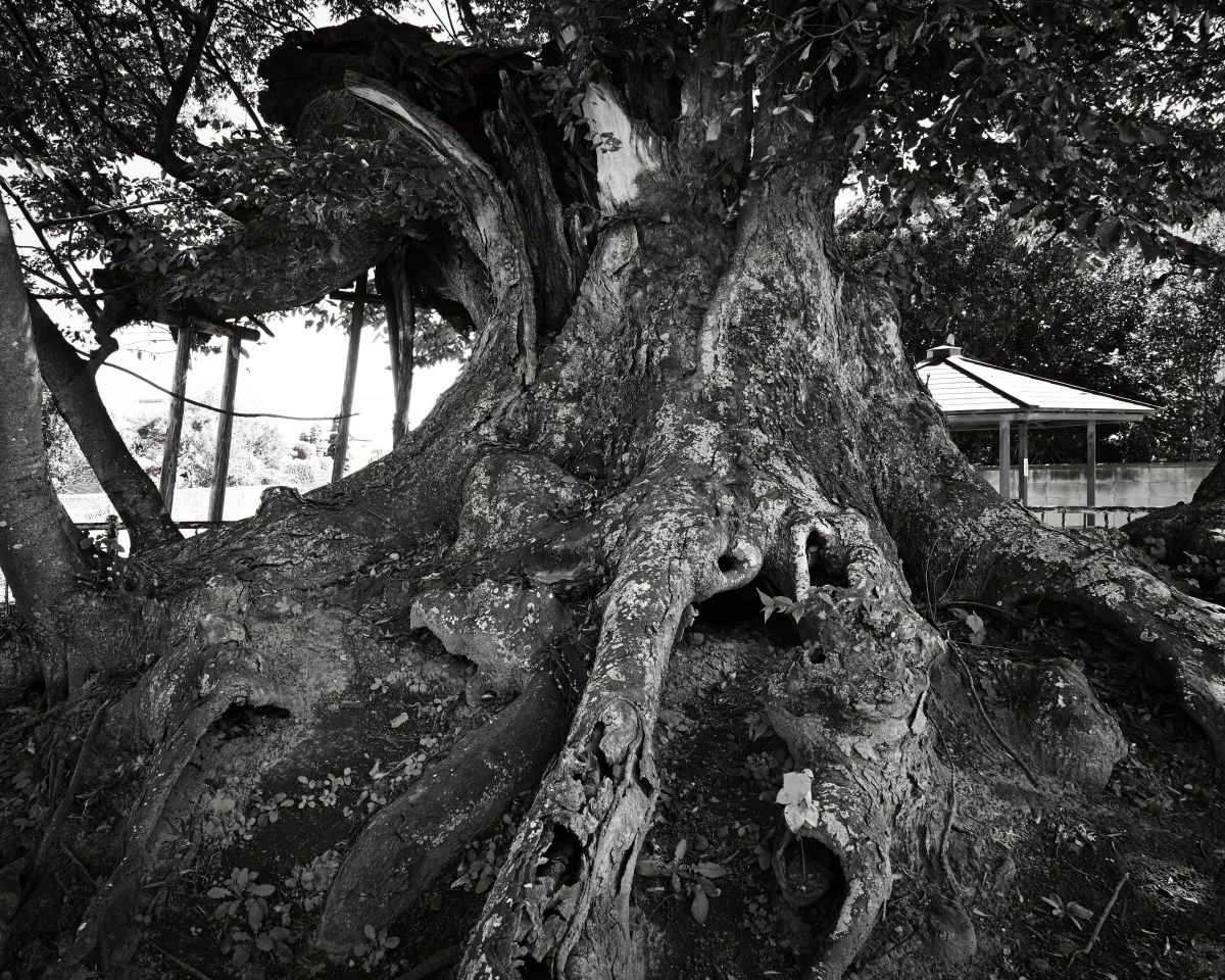 500年の歩み | GANREF