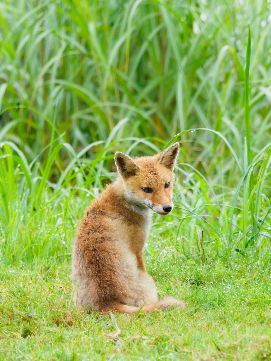Tottori Fox | GANREF