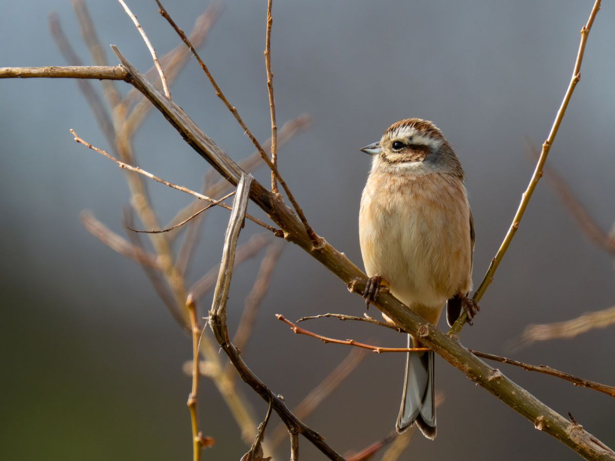 Re-まだ朝は | GANREF