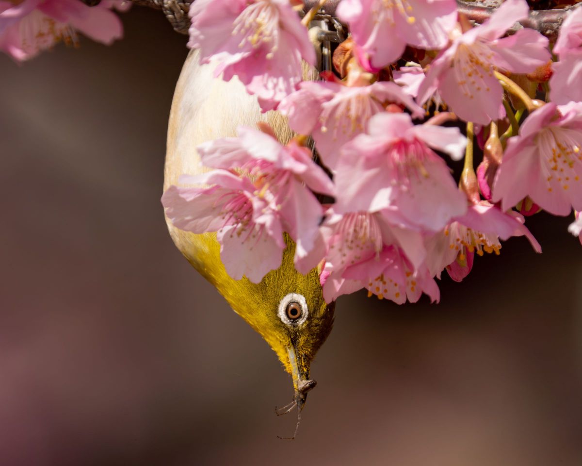 Re-WanaSweetThingsNow | GANREF