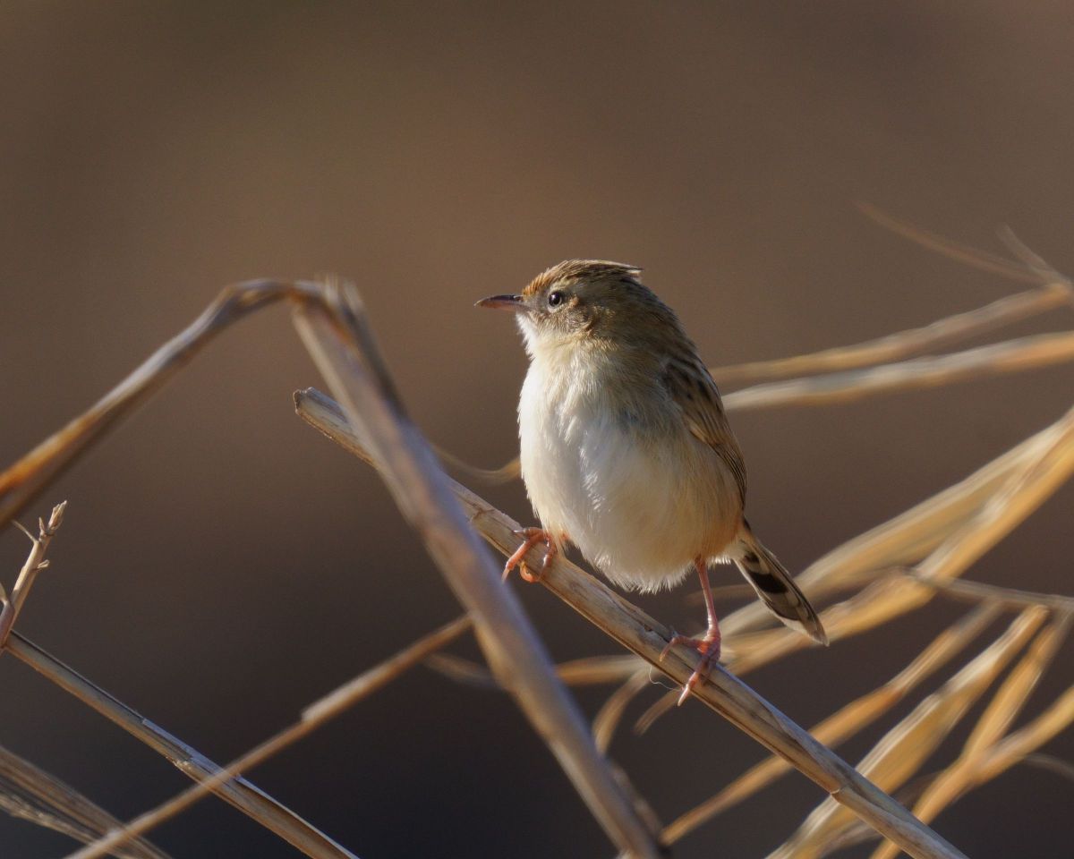 Concentration | GANREF