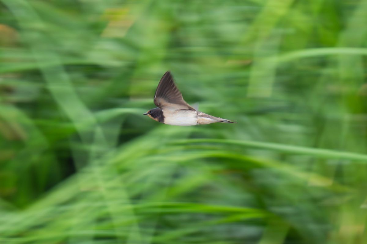 200分の1の帯 | GANREF