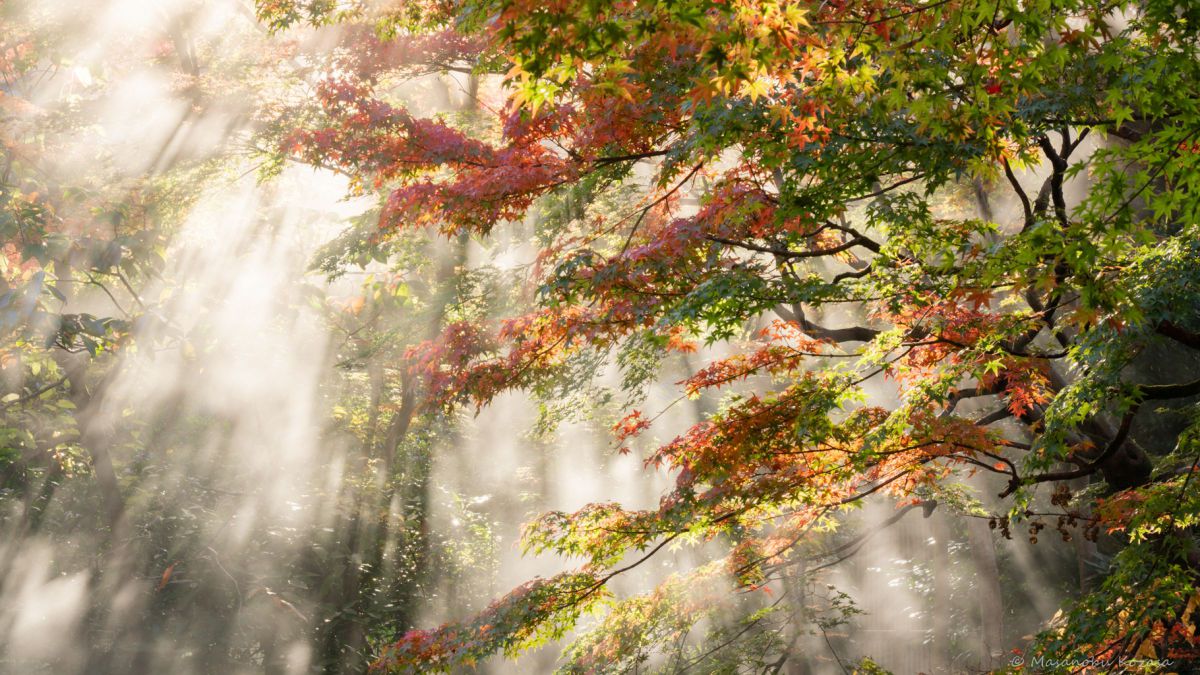 autumn color | GANREF