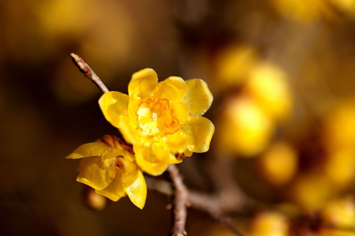 春のkaori、🐽🐽🐽 | GANREF