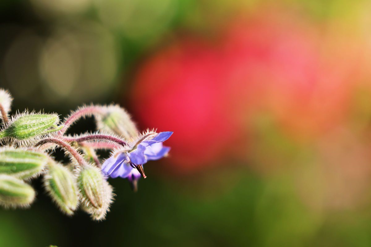 久しぶりの青い星、🌟🌟🌟 | GANREF