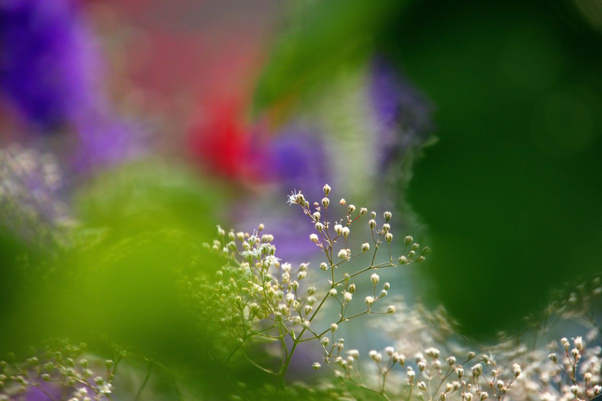 おばあさんのカスミソウ、 😲😯 | GANREF