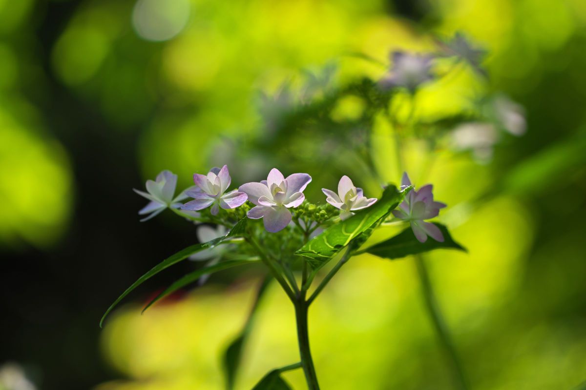 HTA108のセンターは私！、💃🕺💃 | GANREF