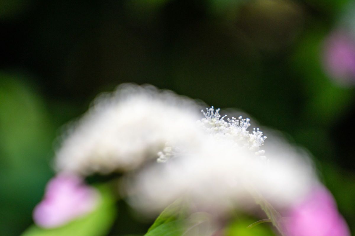 白昼夢、🐑🐑🐑、 | GANREF