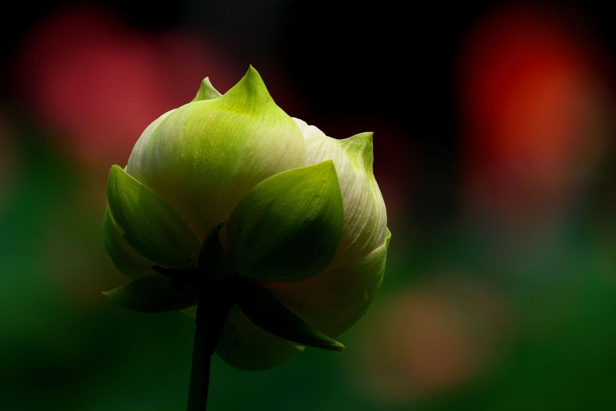 誰か玉ねぎとか、😨😱🥶 | GANREF