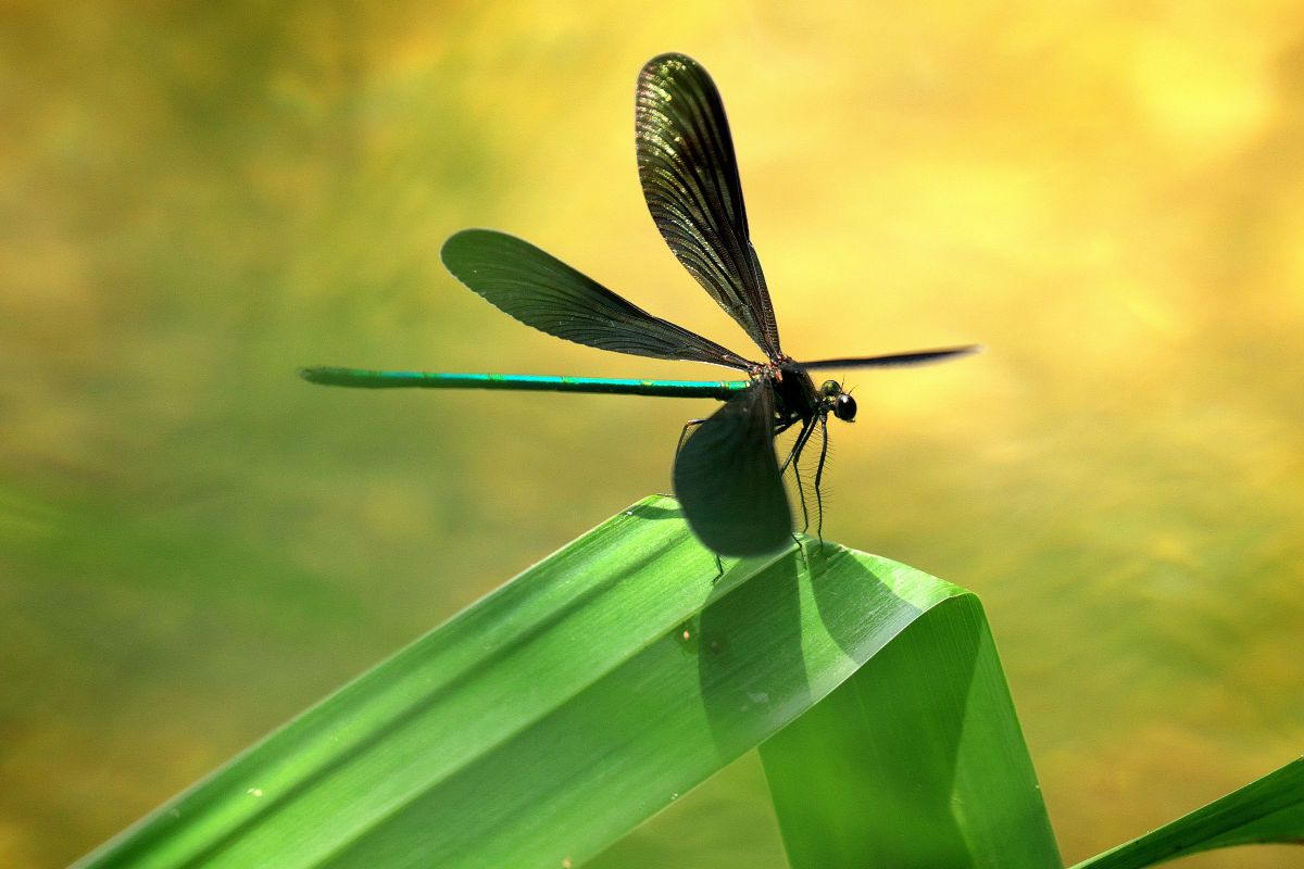 翅、🤗☺️🤩、 | GANREF