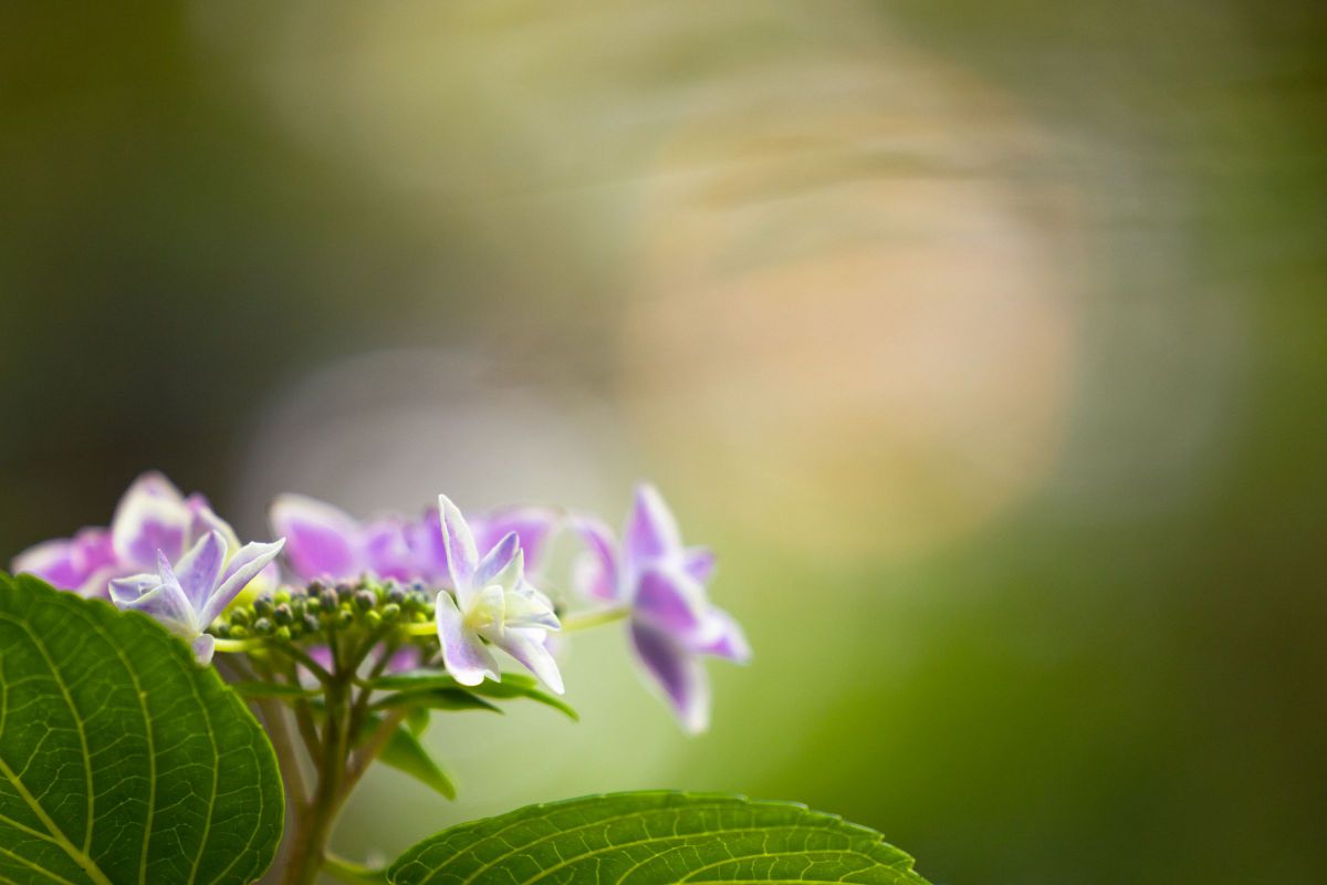 お菓子のような、🍭🧁🍫 | GANREF