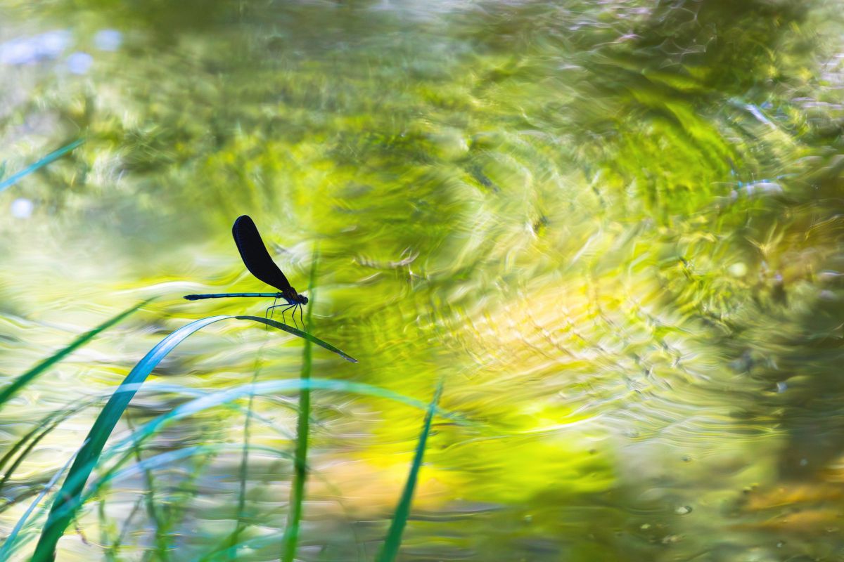 みなもを見つめるトンボ、👀👀👀 | GANREF