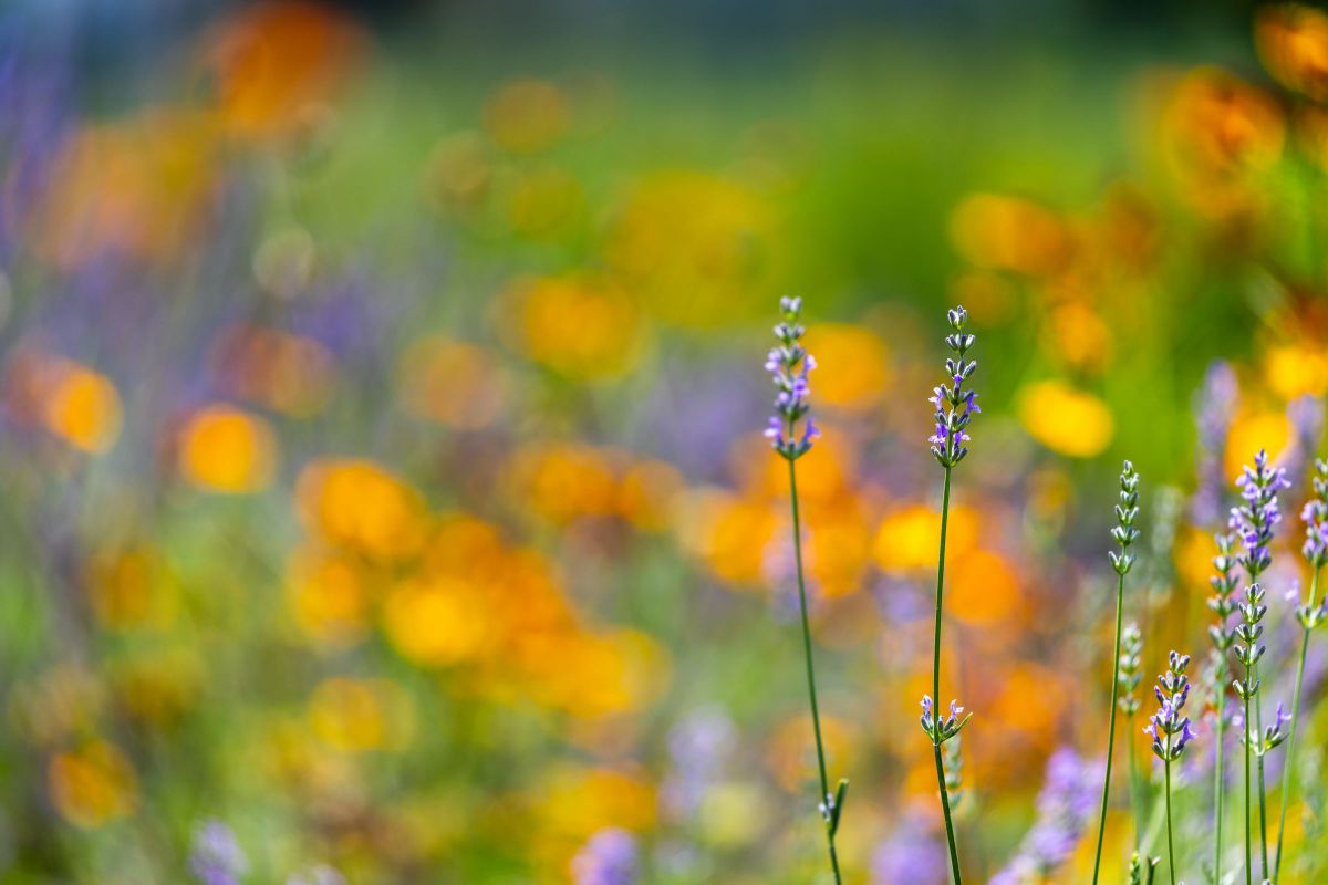 来年も撮影出来ると良いのですが、 | GANREF