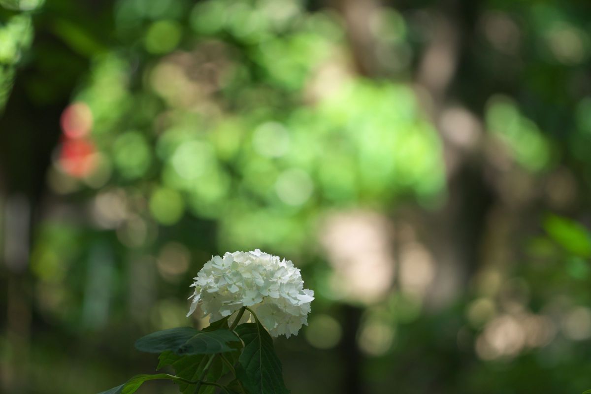 丸ボケ命、🔴🟢🟠 | GANREF