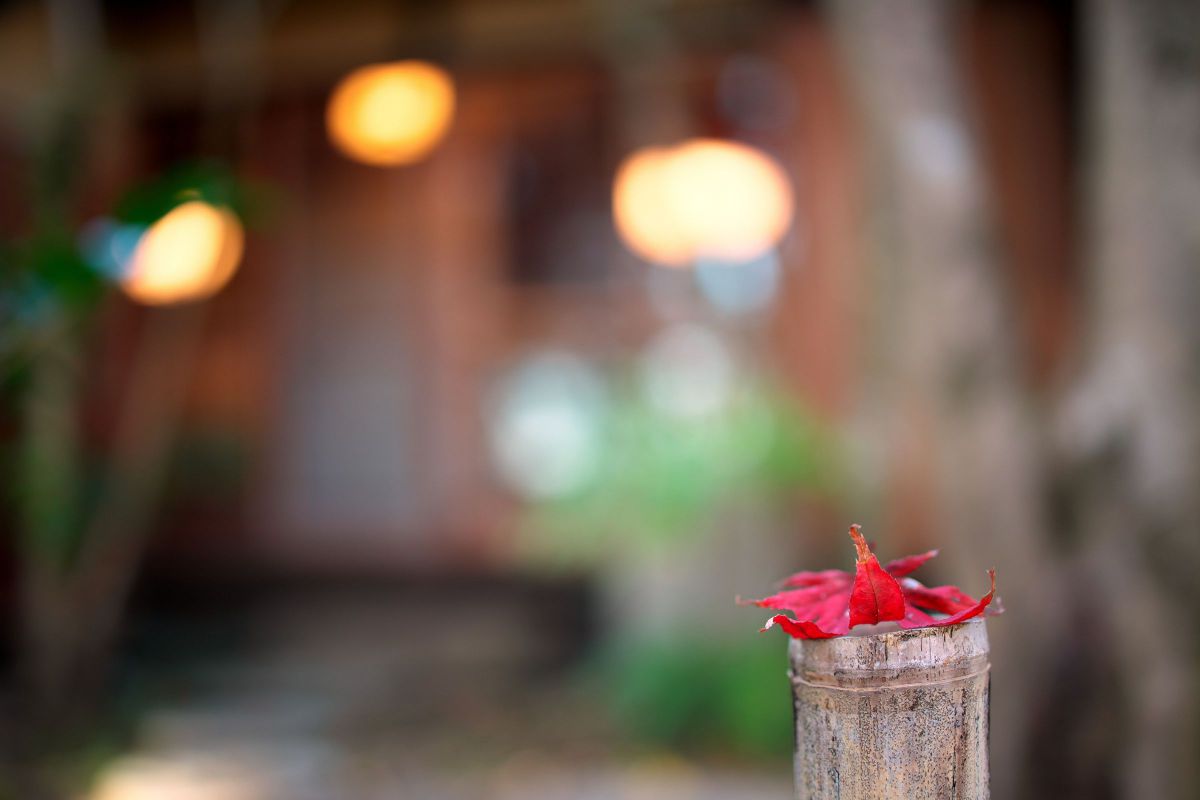 一枚の紅葉、🍁🍁🍁 | GANREF