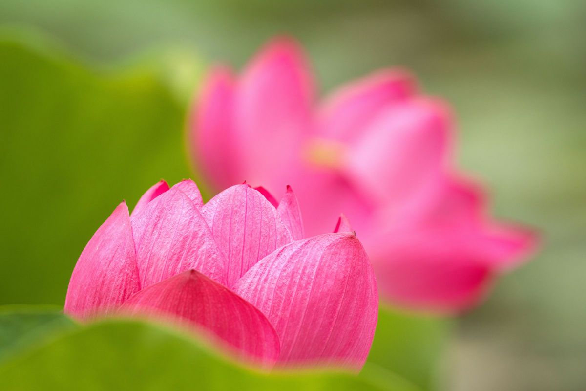 姉妹、🙅‍♀️🙅‍♀️🙅‍♀️ | GANREF