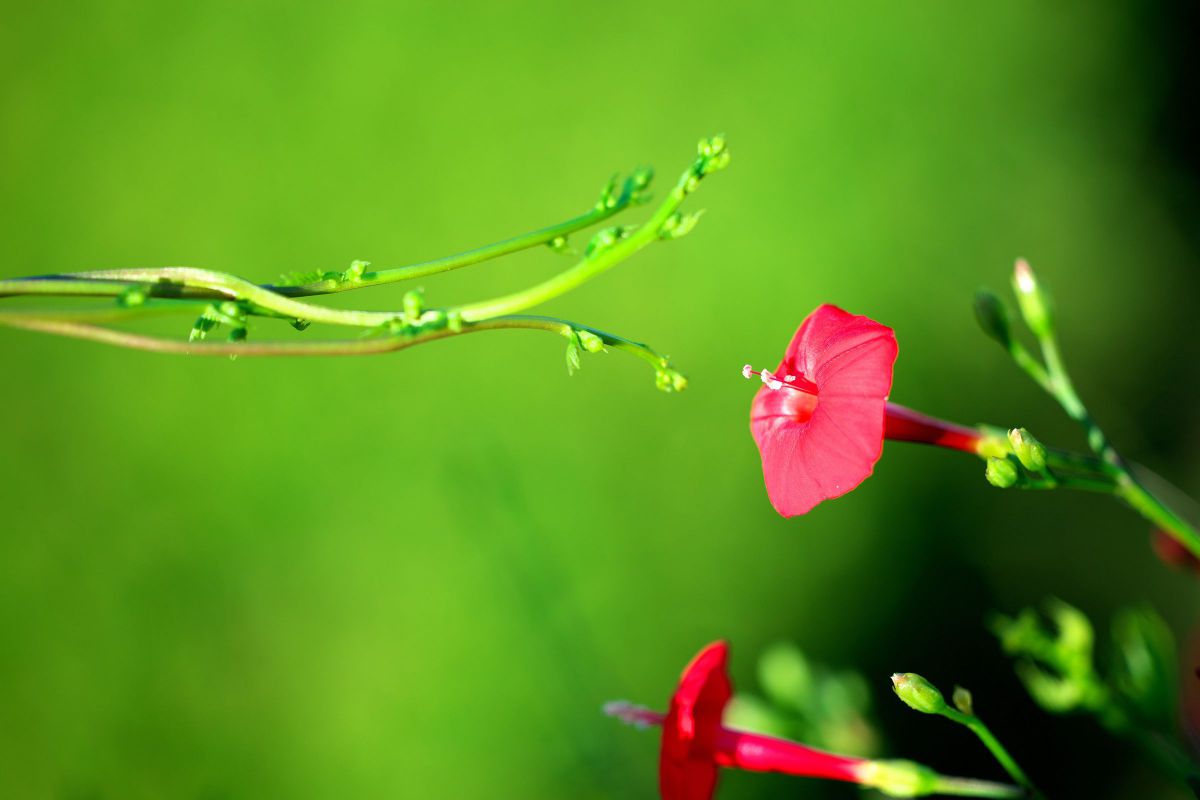 誘い、🫦🍯🫦 | GANREF